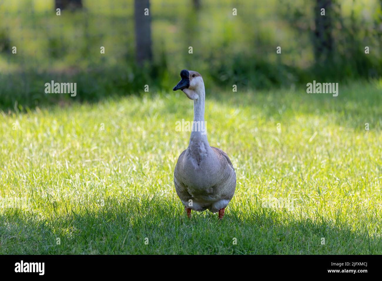 African domestic goose. The African goose is a breed of domestic goose ...