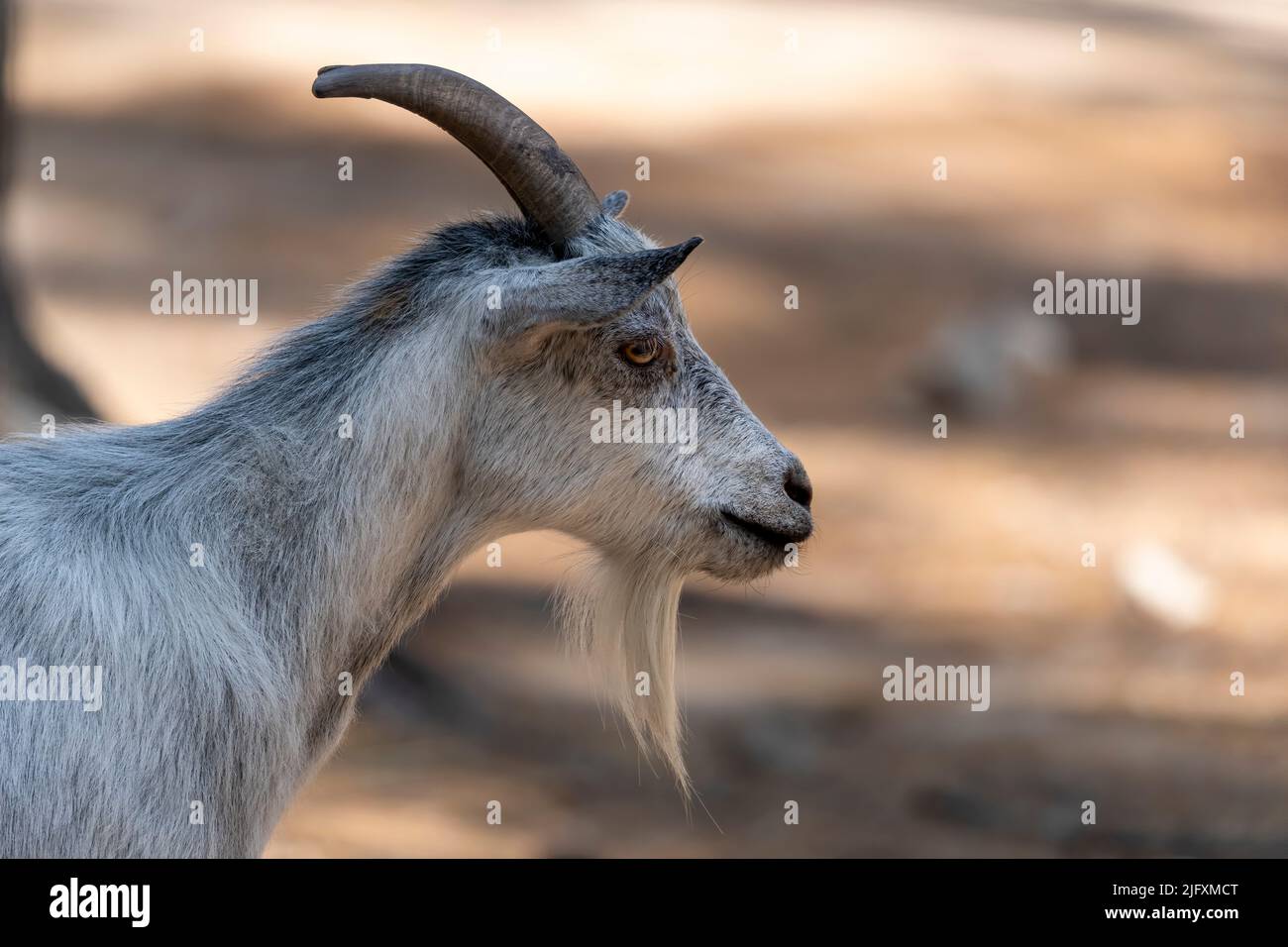 The American and African Pygmy goat is an American breed of ...