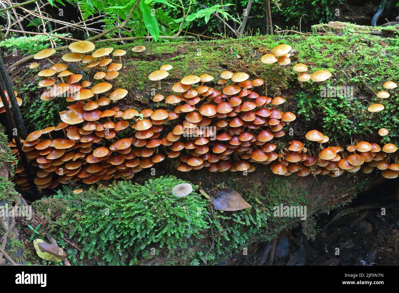 Fungi and moss on rotting log, rainforest floor Boarder Ranges National ...