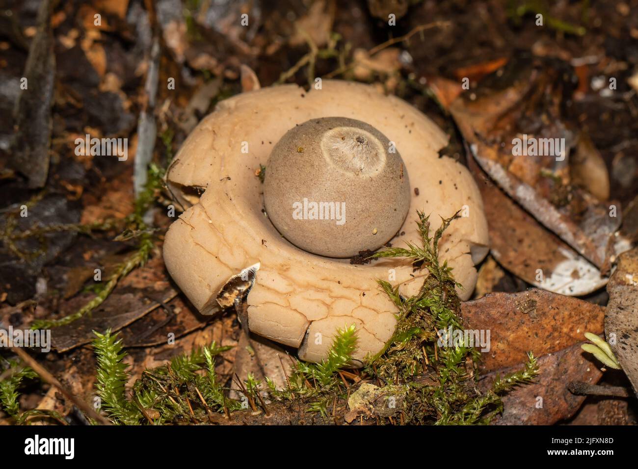Earth Star fungi on forest floor Stock Photo - Alamy