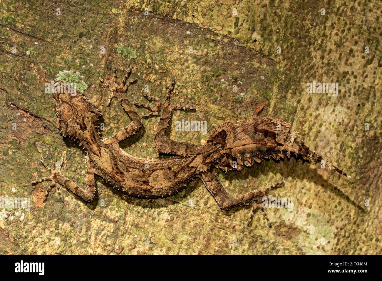 Border Ranges Leaf-tailed Gecko resting on bark of tree Stock Photo - Alamy