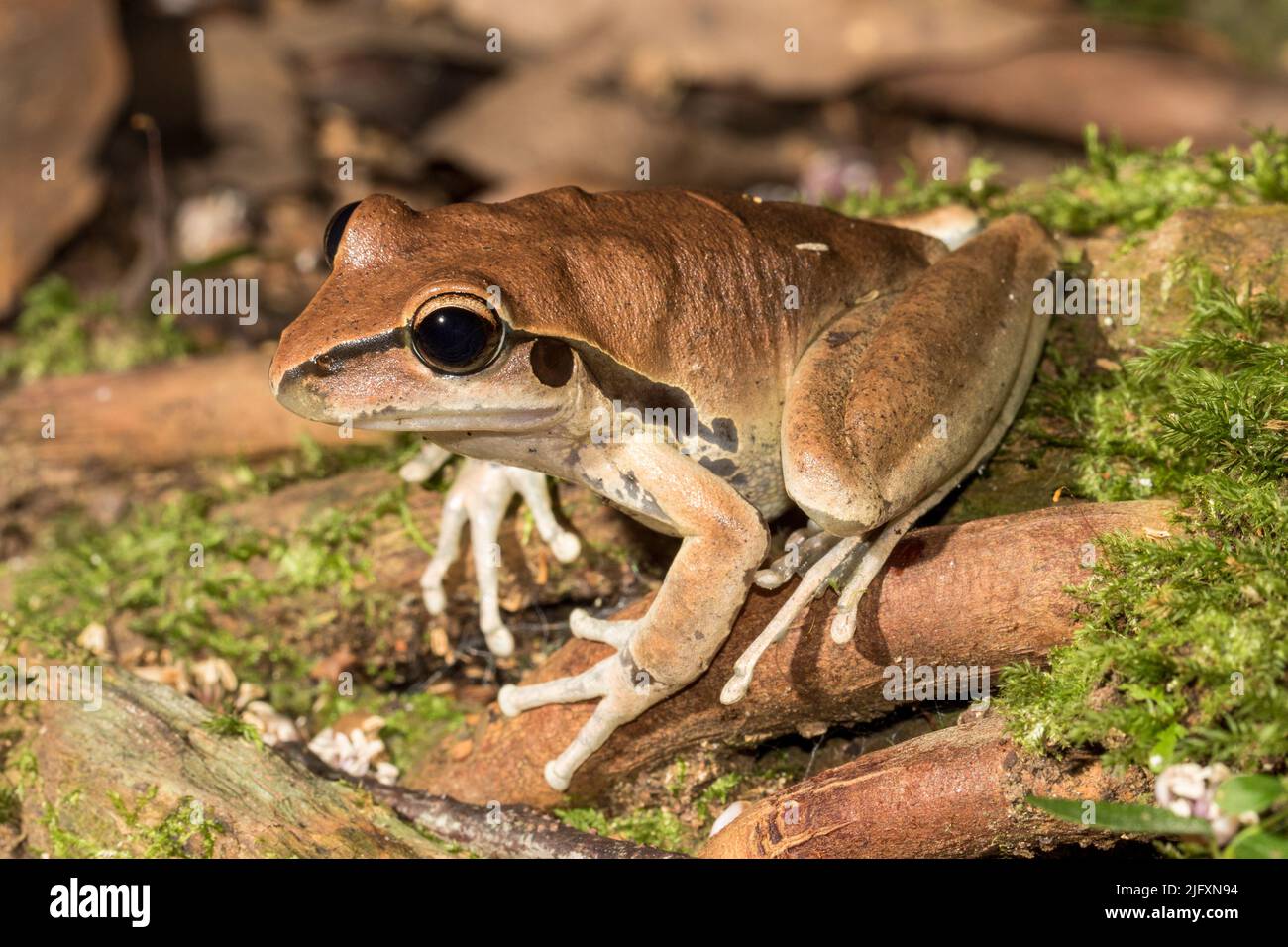 Stony Creek Frog resting on rainforest floor Stock Photo - Alamy