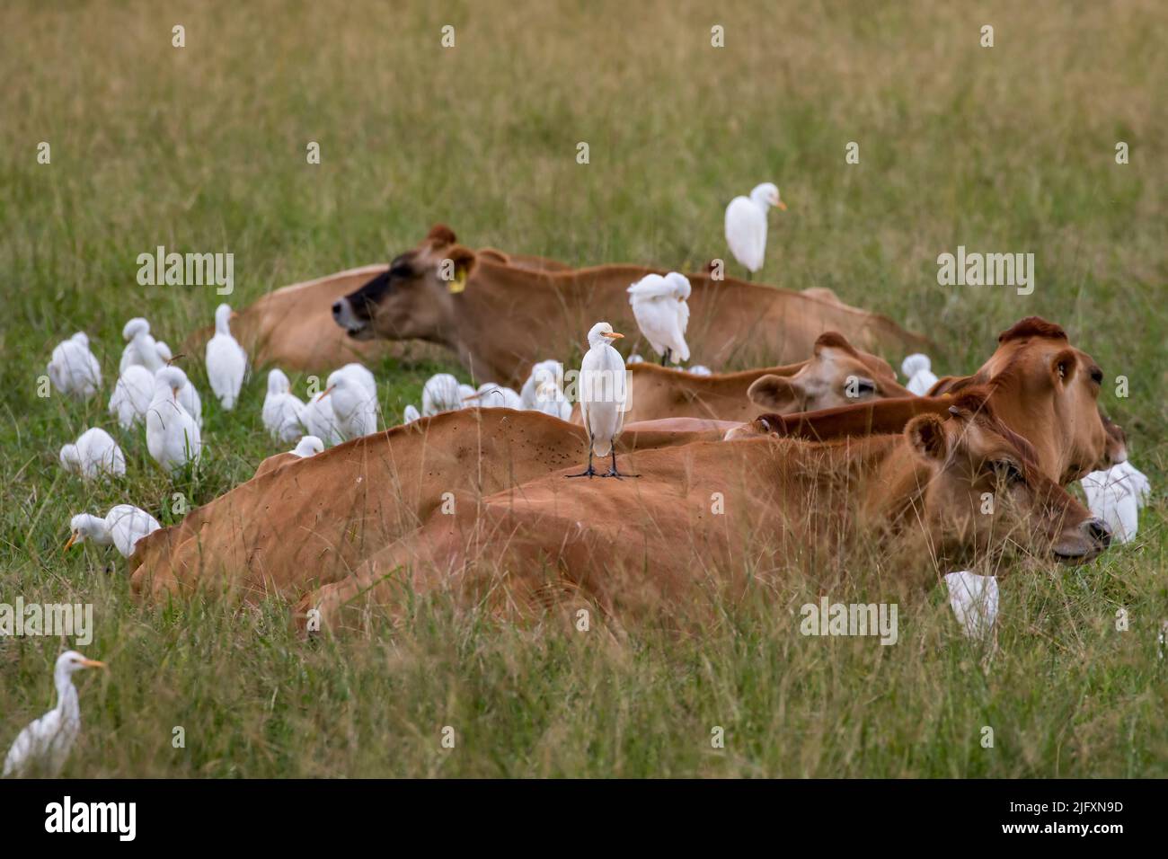 Cattle Egret's perched on dairy cows Stock Photo - Alamy
