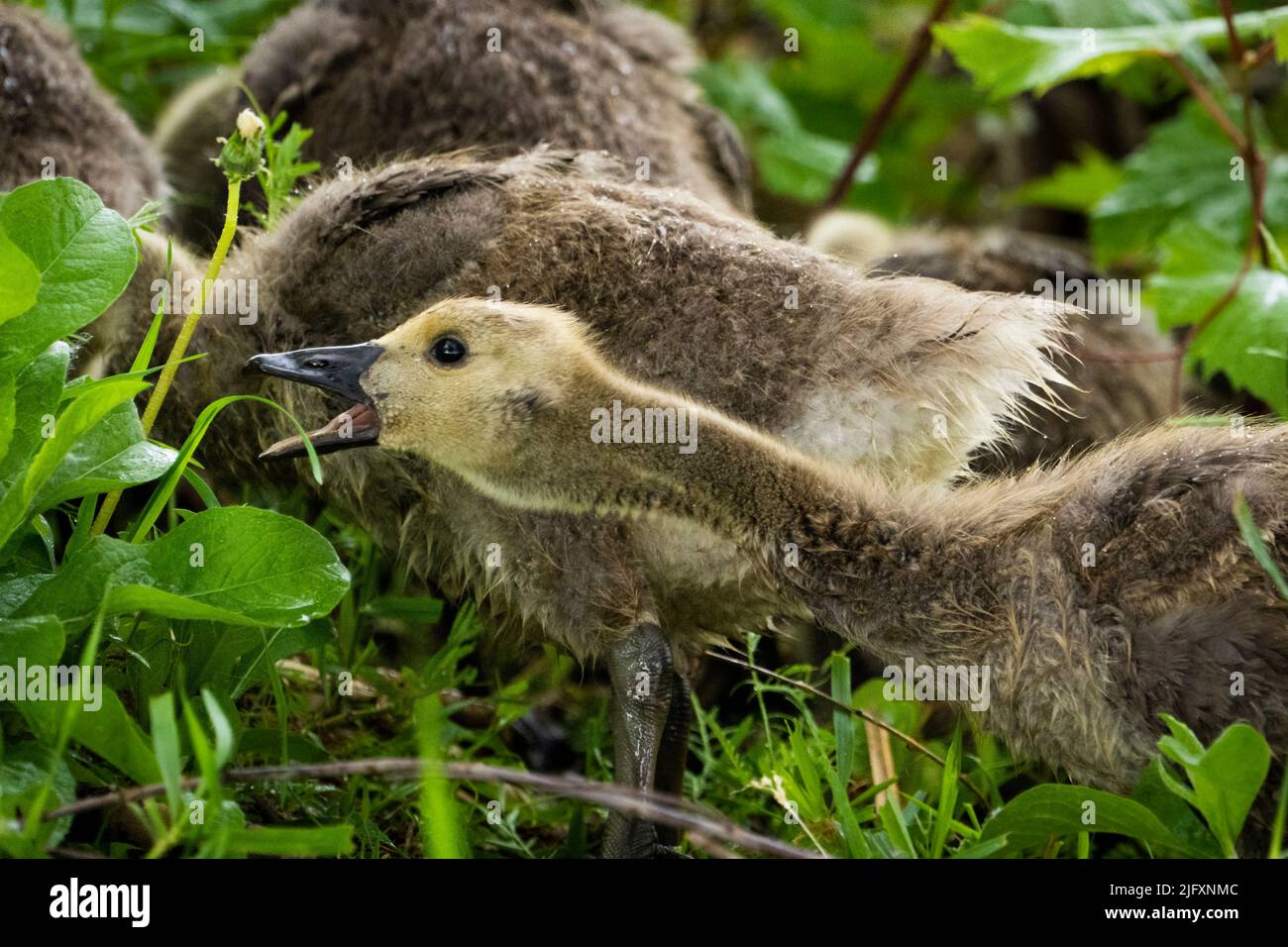 Canada Goose gosling eating in a park along the St. Lawrence River in ...