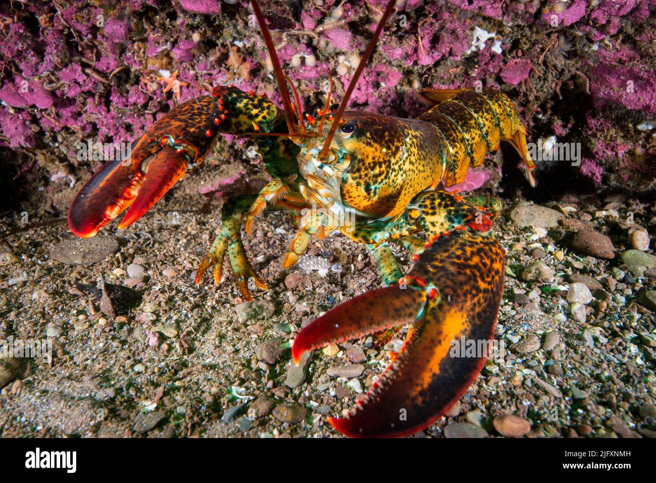 American lobster underwater foraging for food on a rocky bottom of the ...