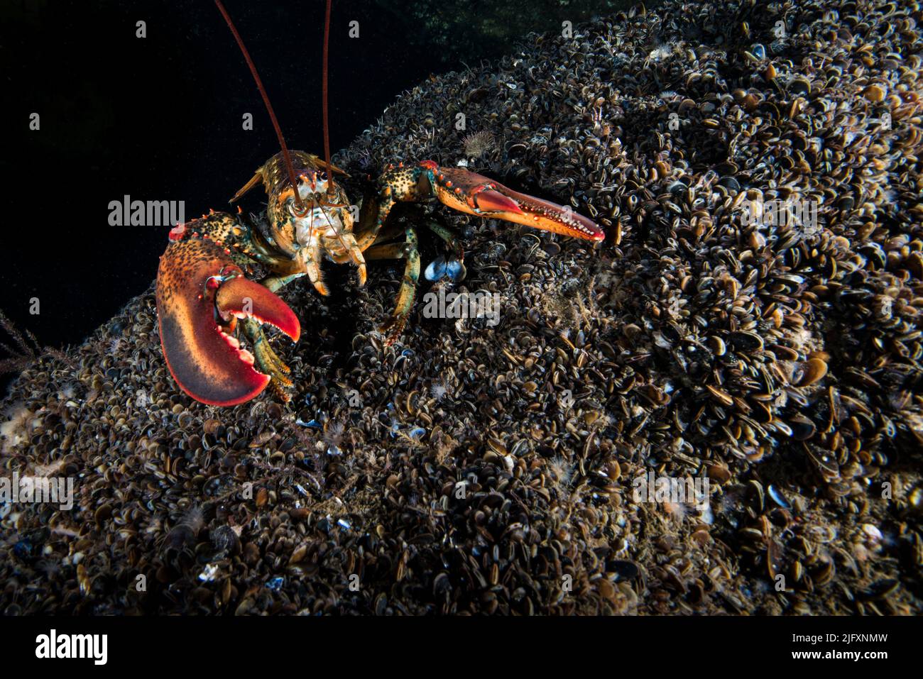 American lobster underwater foraging for food on a rocky bottom of the ...