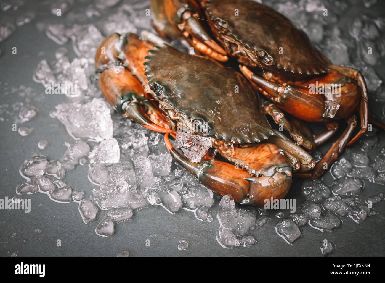 raw crab on black background , fresh mud crab with ice for cooking food ...