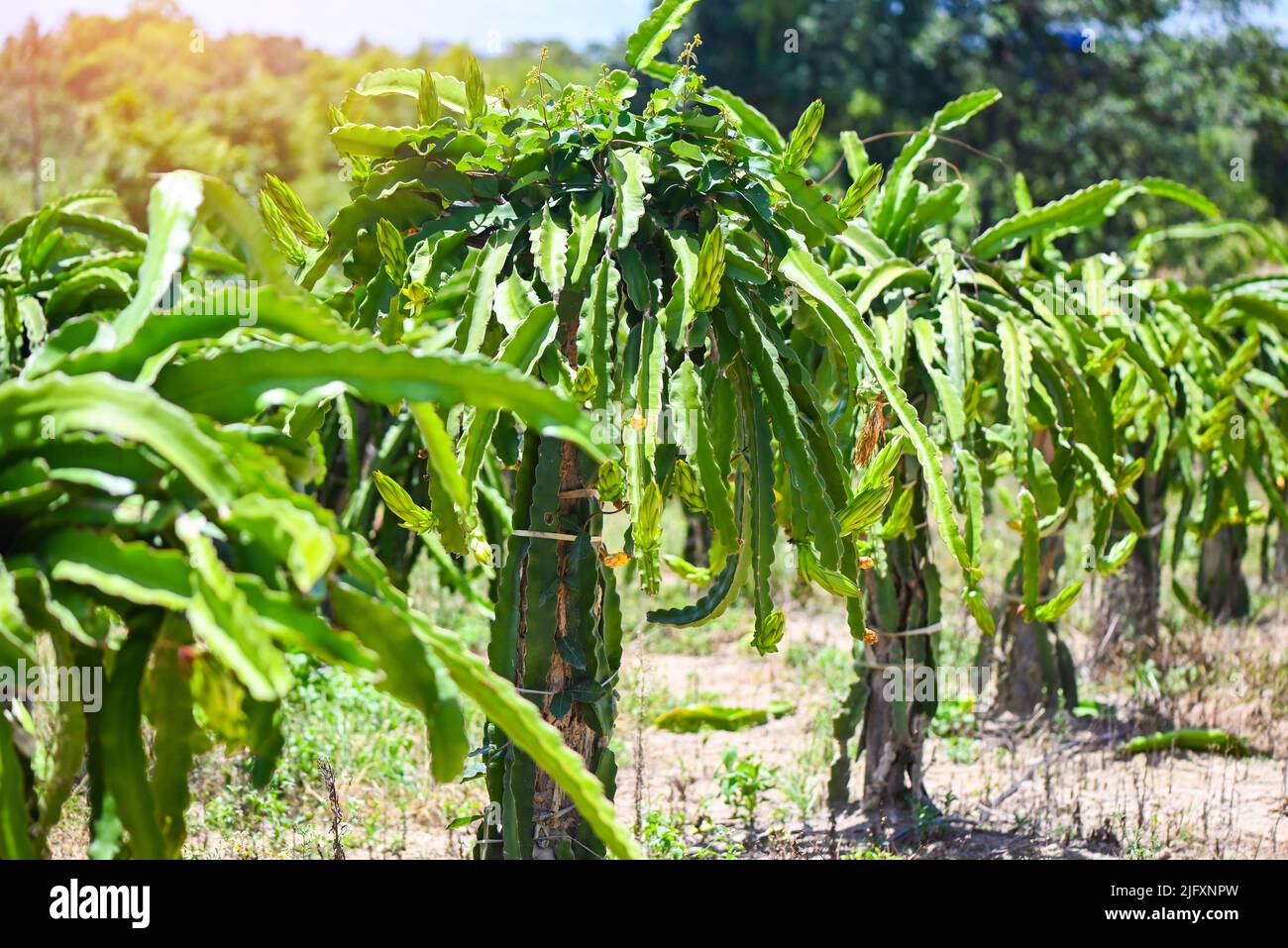 dragon fruit tree with dragon fruit flower on tree in the agriculture ...