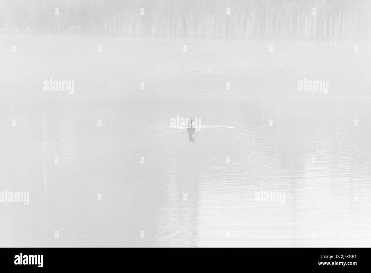 lots of fog at water at Kinderdijk, The Netherlands Stock Photo - Alamy