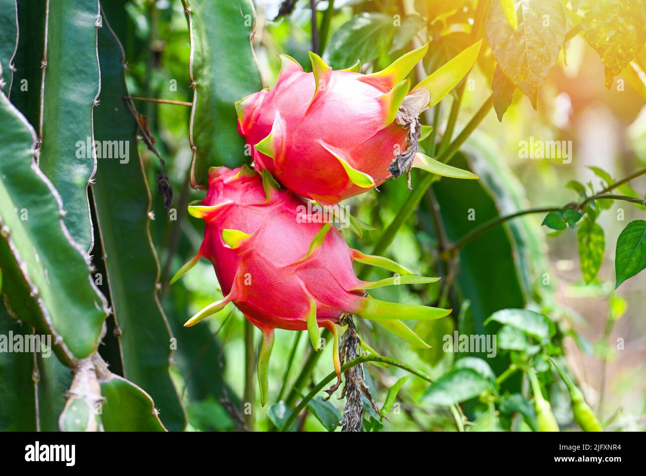 dragon fruit on the dragon fruit tree waiting for the harvest in the ...