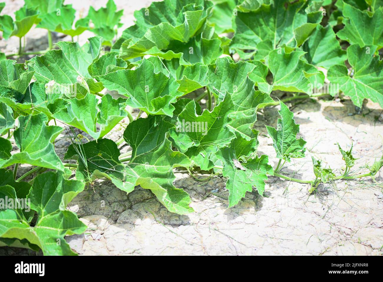 Green vine of pumpkin plant tree growing on ground on organic vegetable ...