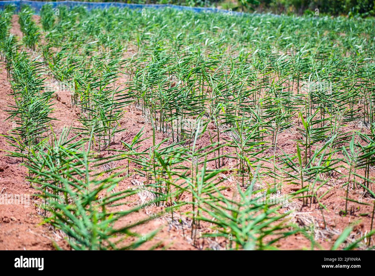 Ginger root on ground field, nature ginger plant tree cultivate ...
