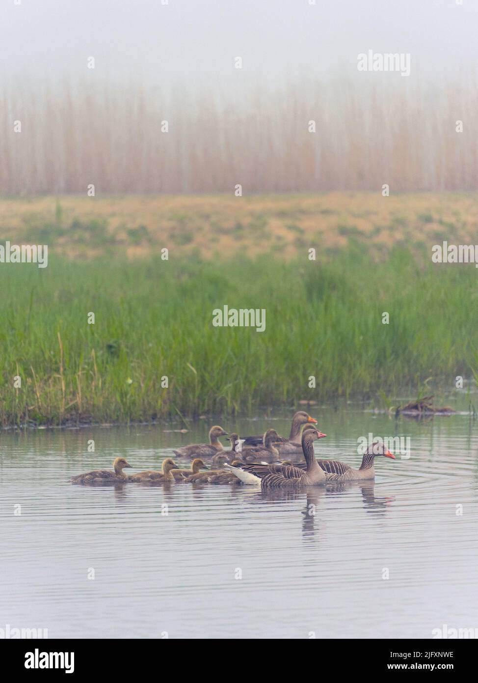 Dutch duck breed hi-res stock photography and images - Alamy