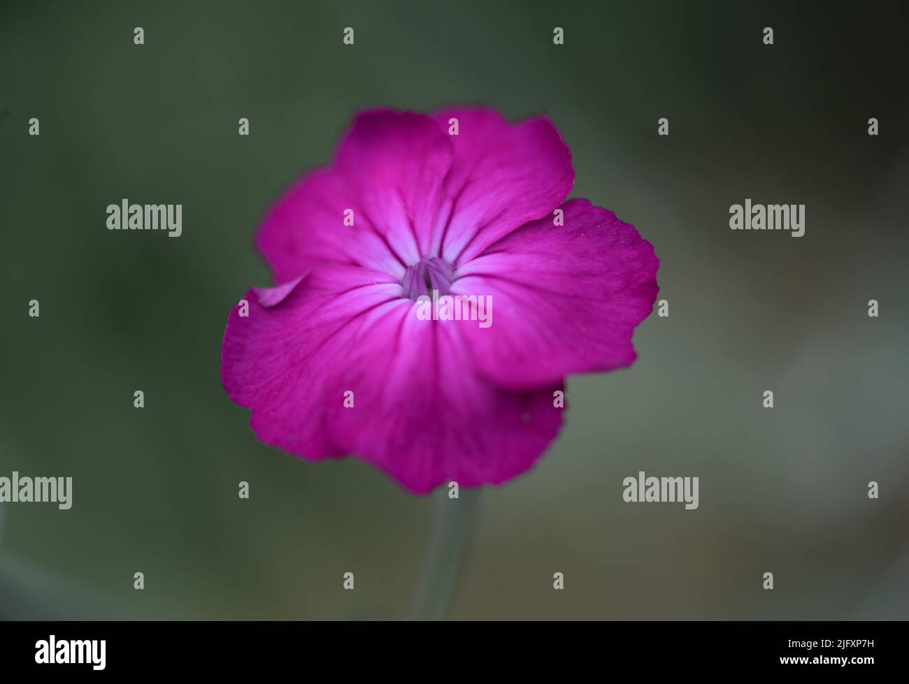 Rose campion flower hi-res stock photography and images - Alamy