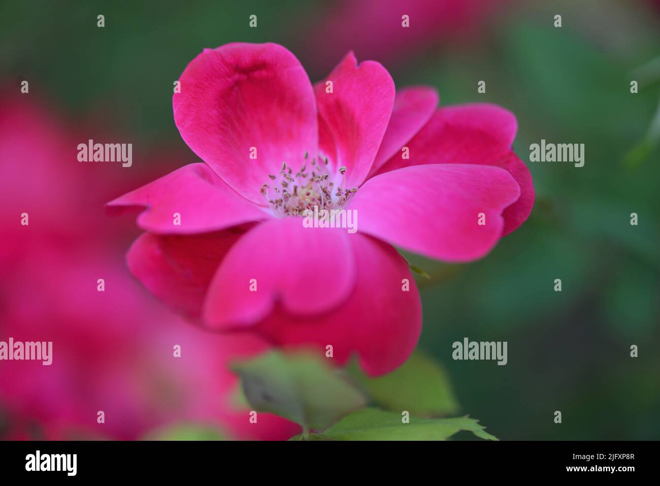 Rose flower in nature hi-res stock photography and images - Alamy