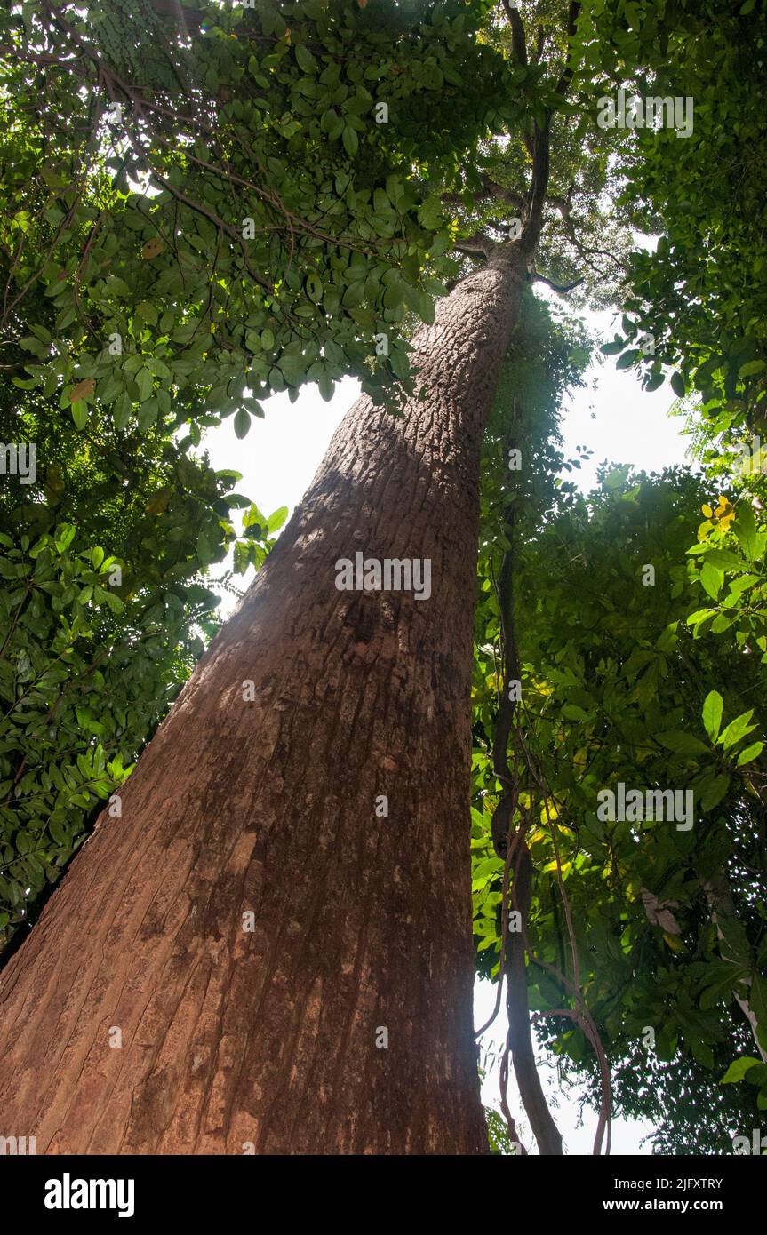 Tropical forest giants in Bukit Timah Nature Reserve, Singapore Stock ...