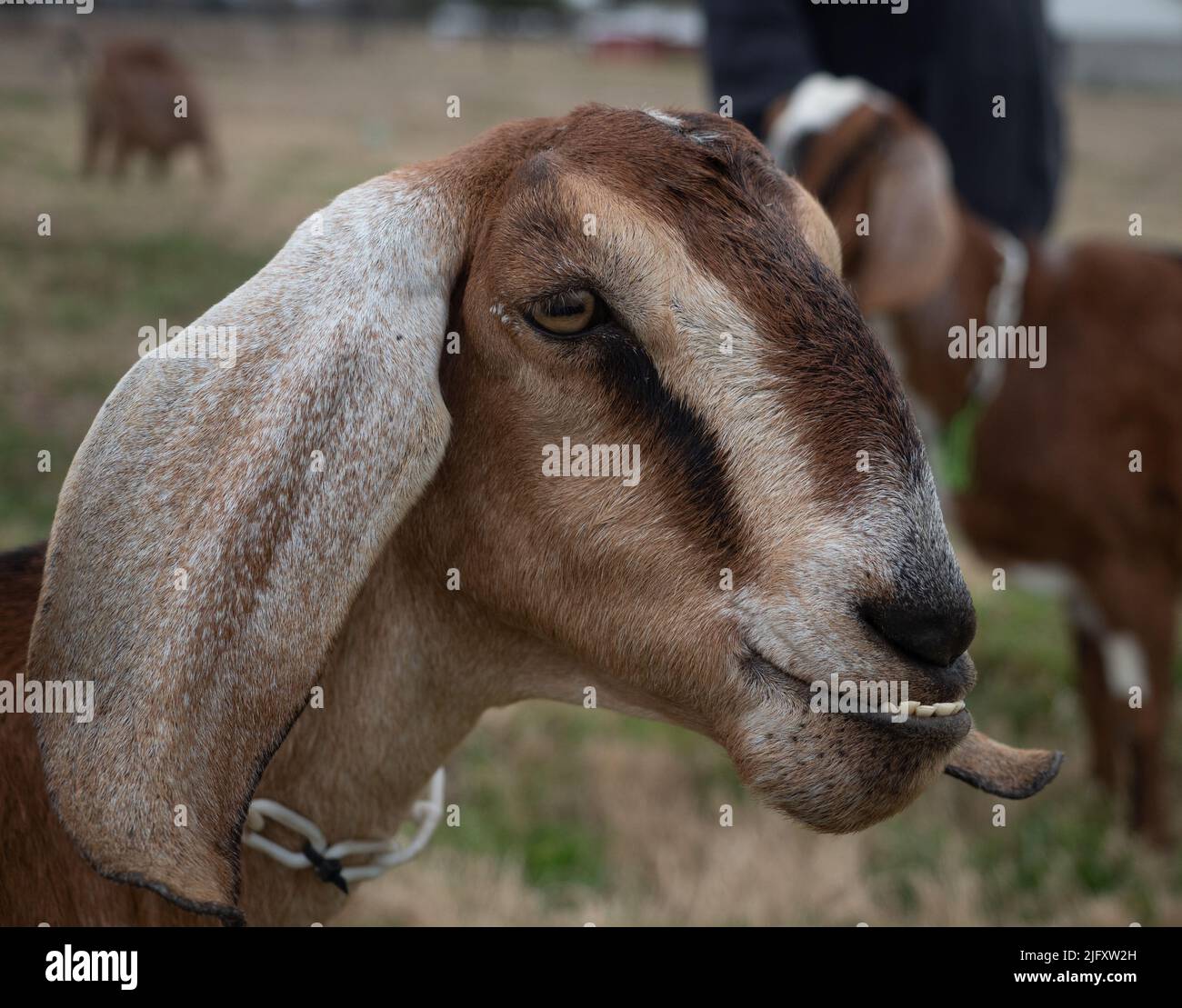 Close up of the head and neck of a brown, tan, and off-white Nubian doe ...