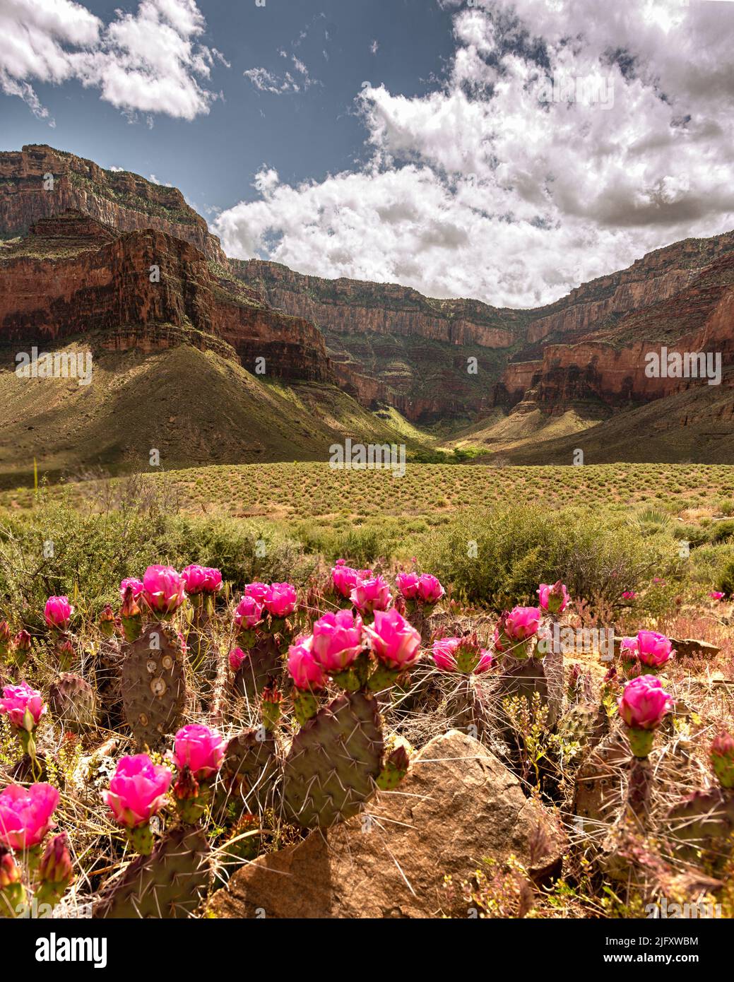 Landscape views inside the Grand Canyon during summer Stock Photo - Alamy