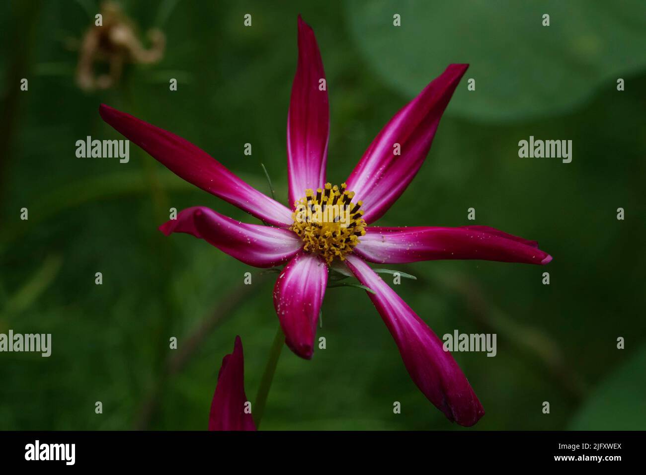 Wild flower in a shady spot Stock Photo - Alamy