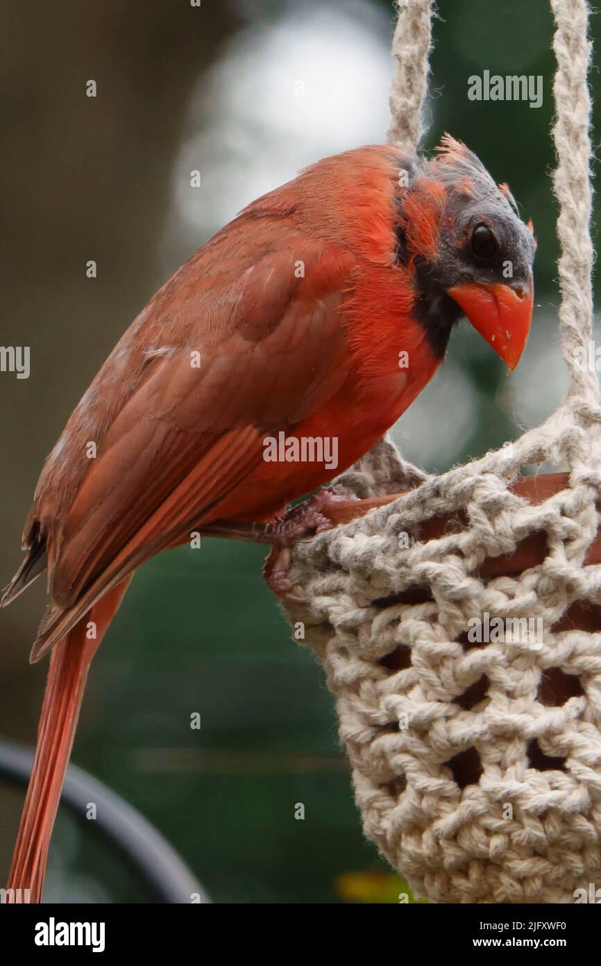 Molting Northern Cardinal on a hanging bird feeder Stock Photo - Alamy