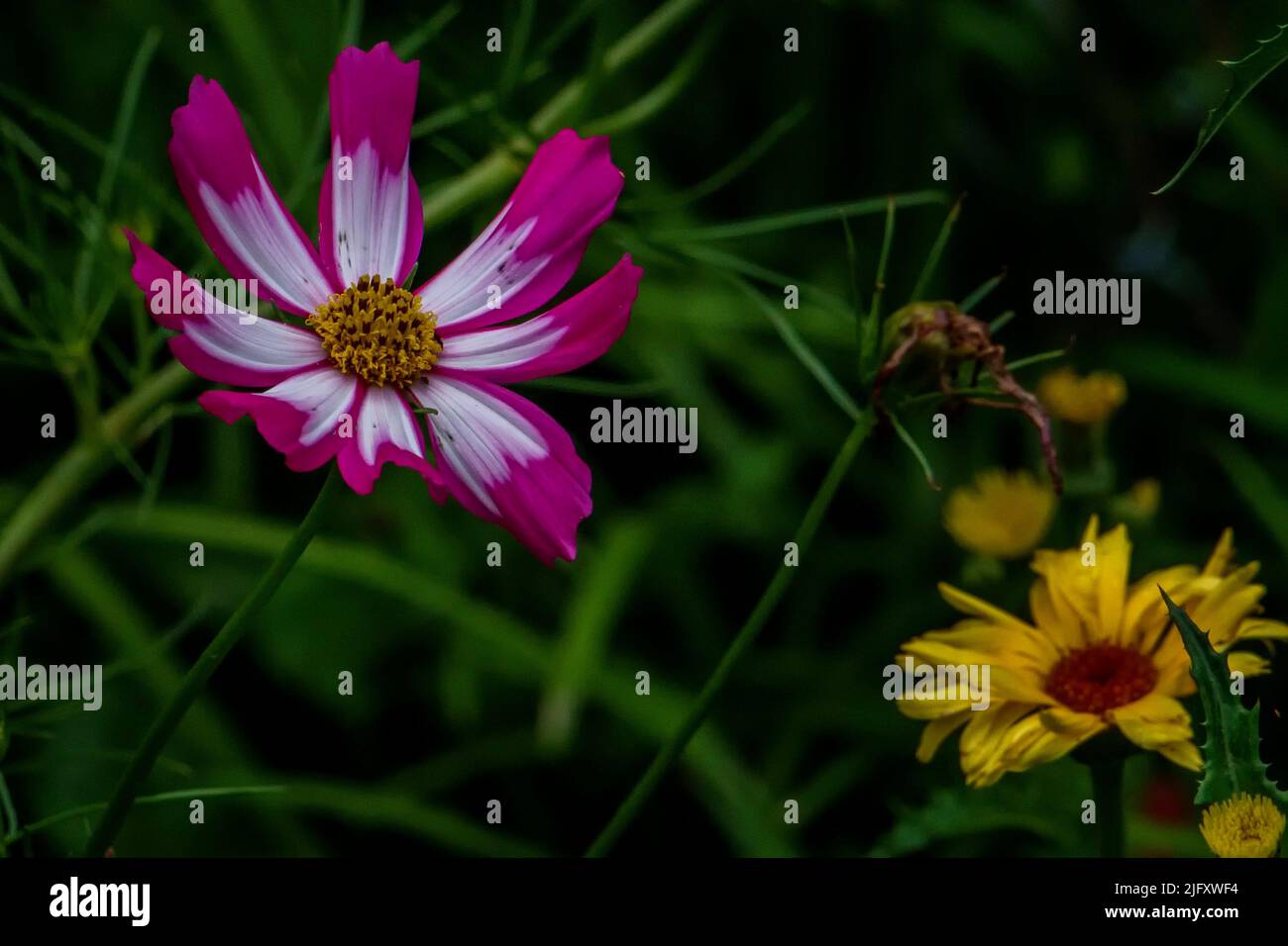 Shady spot flower hi-res stock photography and images - Alamy
