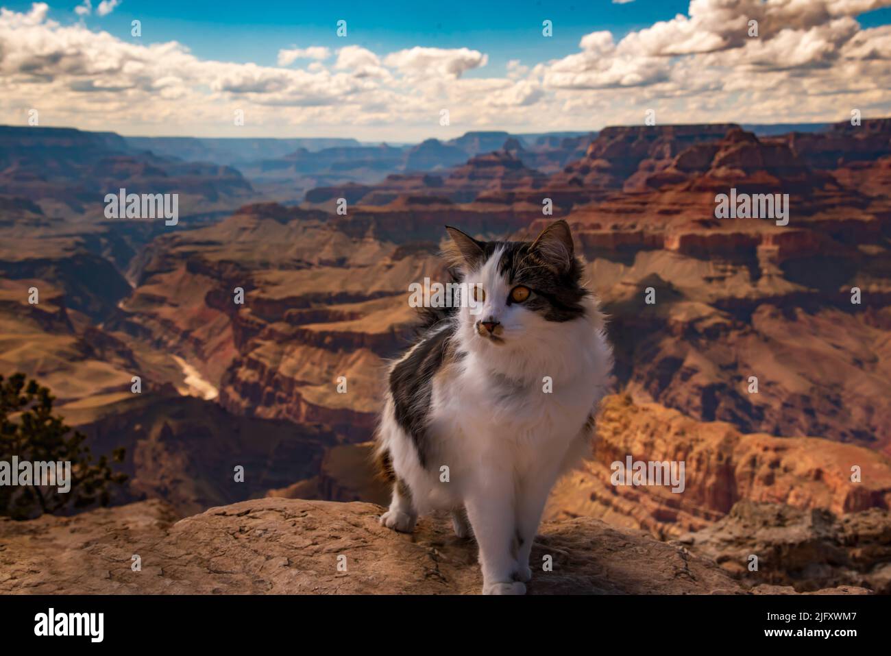 Pet cat at the Grand Canyon, Arizona, United States of America Stock ...