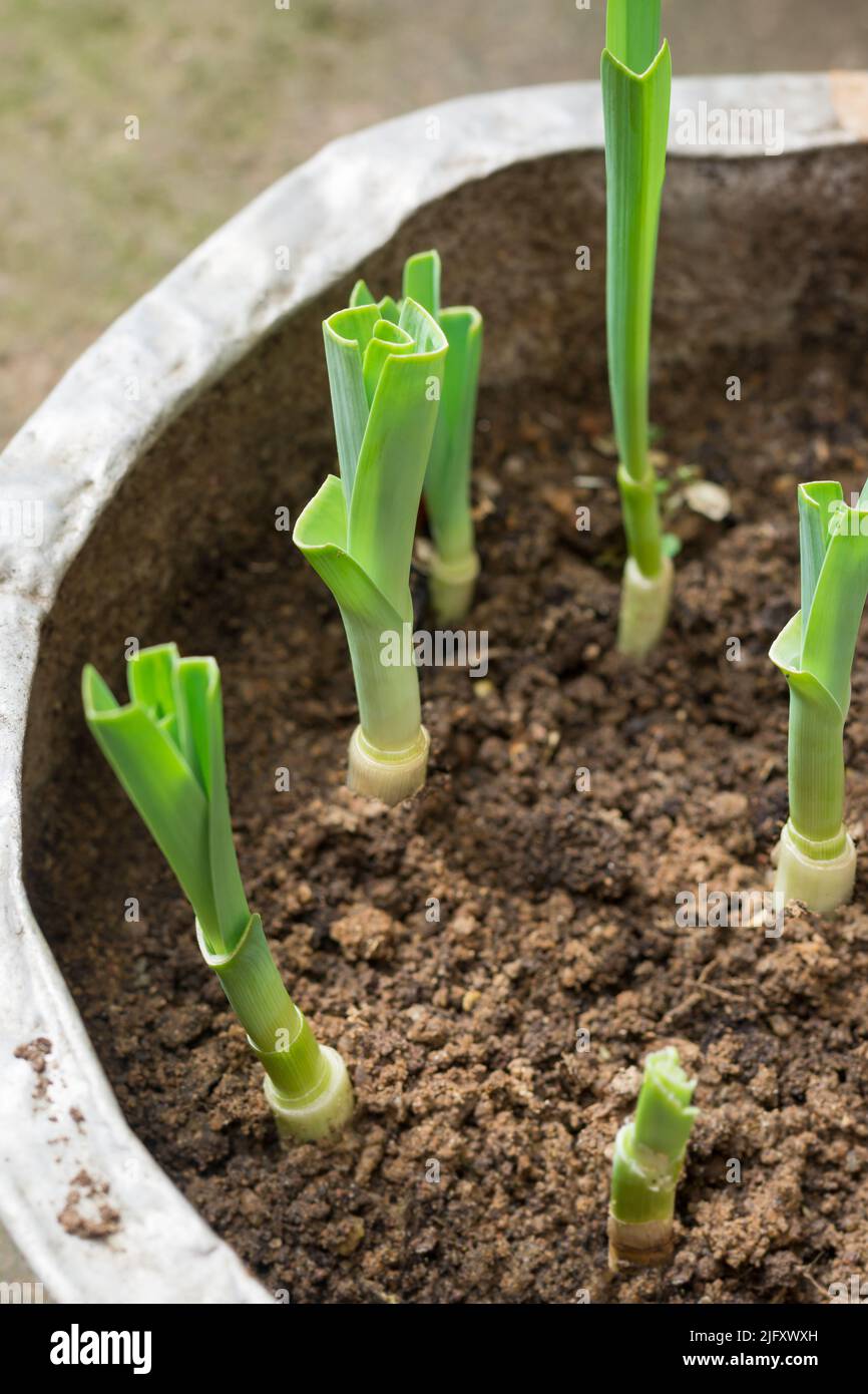 Regrow then hi-res stock photography and images - Alamy