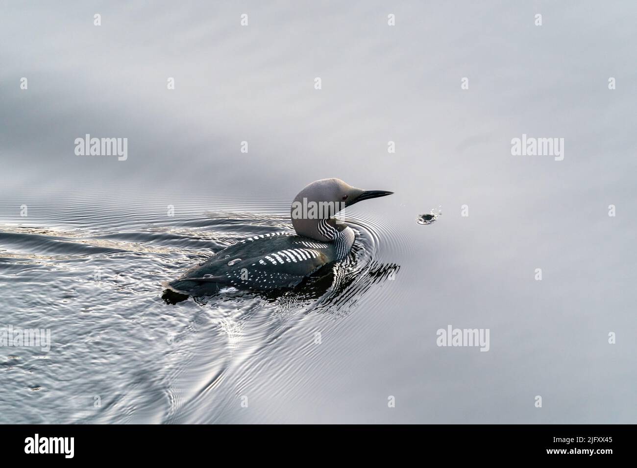 A closeup shot of floating black-throated loon bird in water Stock ...