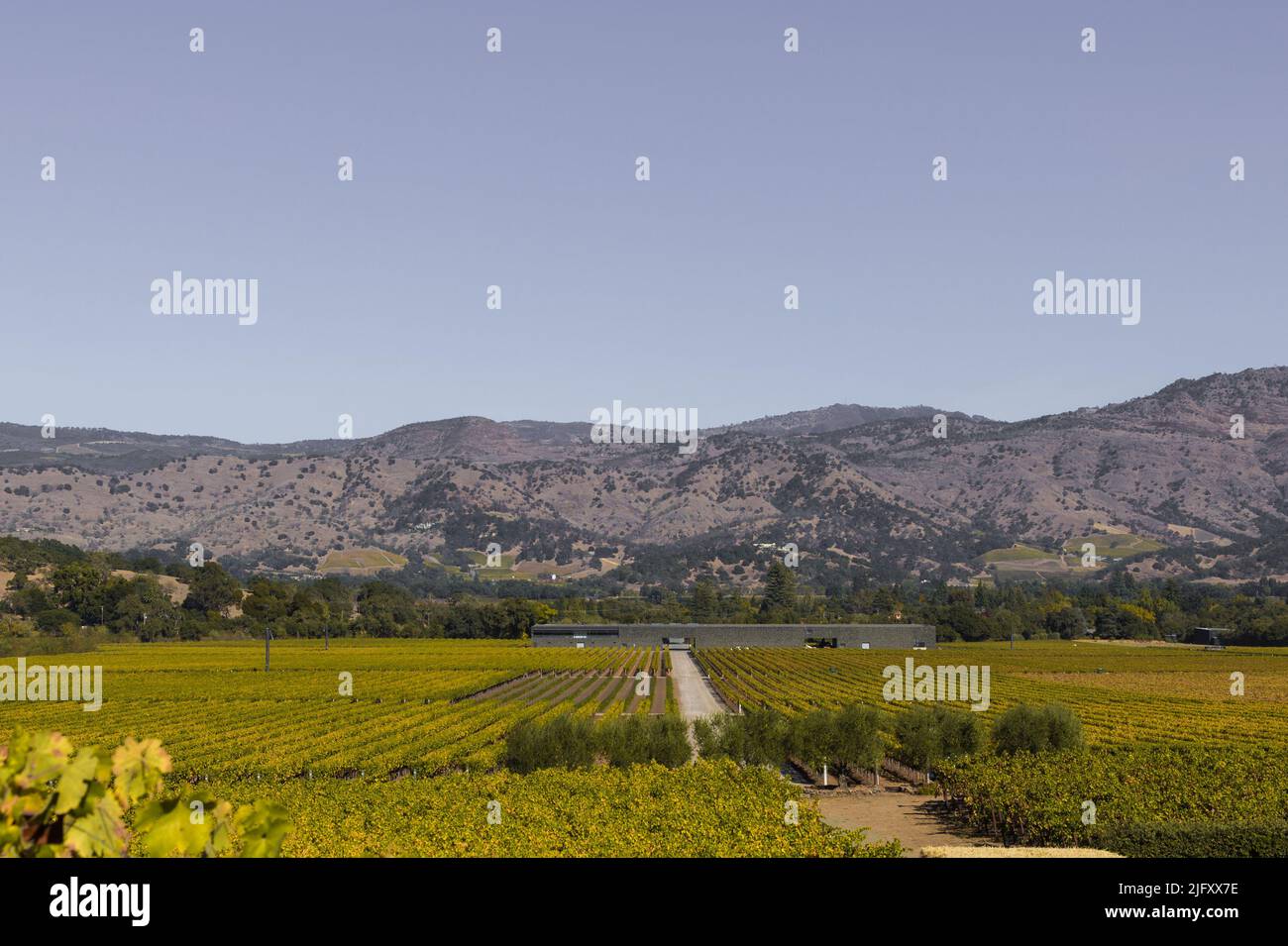 Dominus Winery in California USA by Herzog de Meuron Stock Photo - Alamy