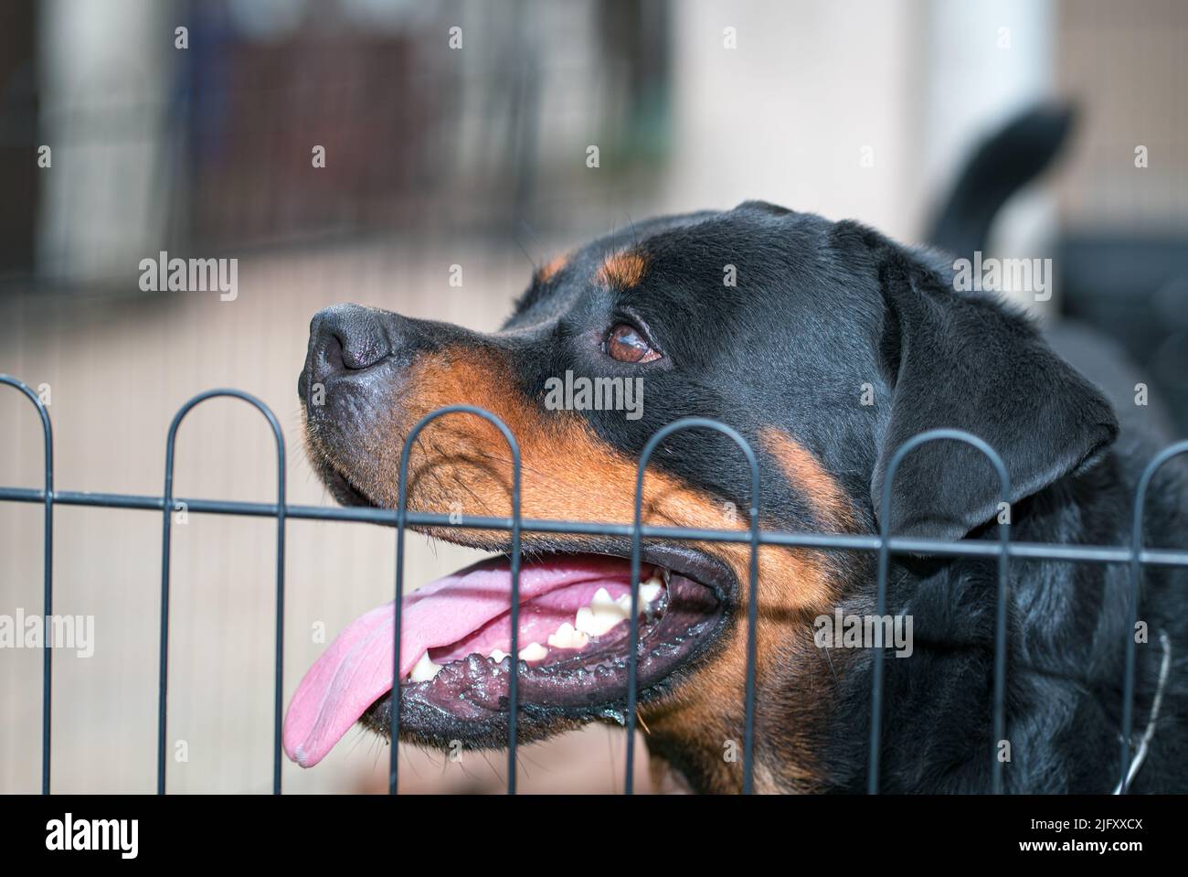 Rottweiler Gets Shot By Police