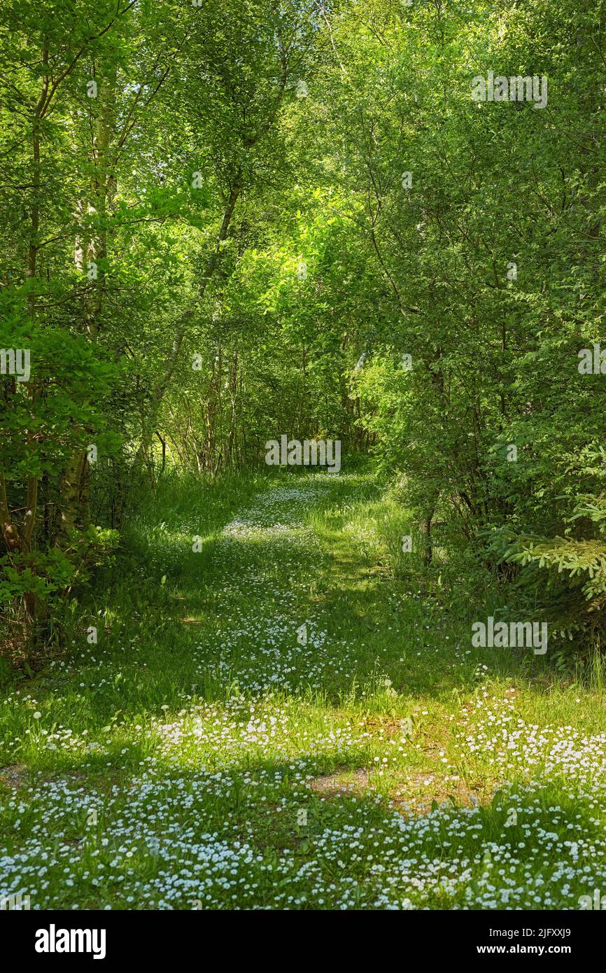 Sunlight on small green meadow hi-res stock photography and images - Alamy