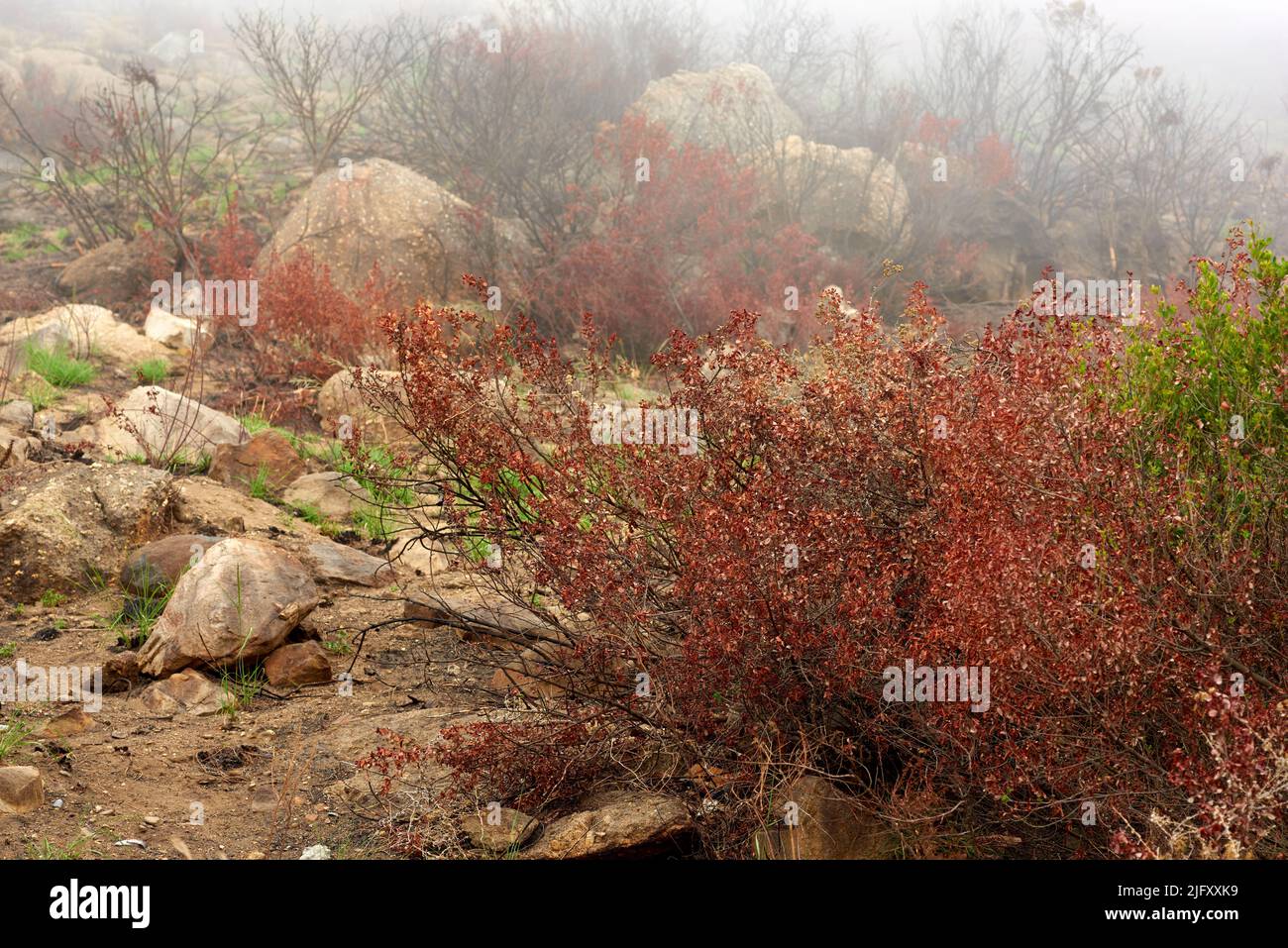 After the bush fire. The aftermath of a devastating wildfire on a ...