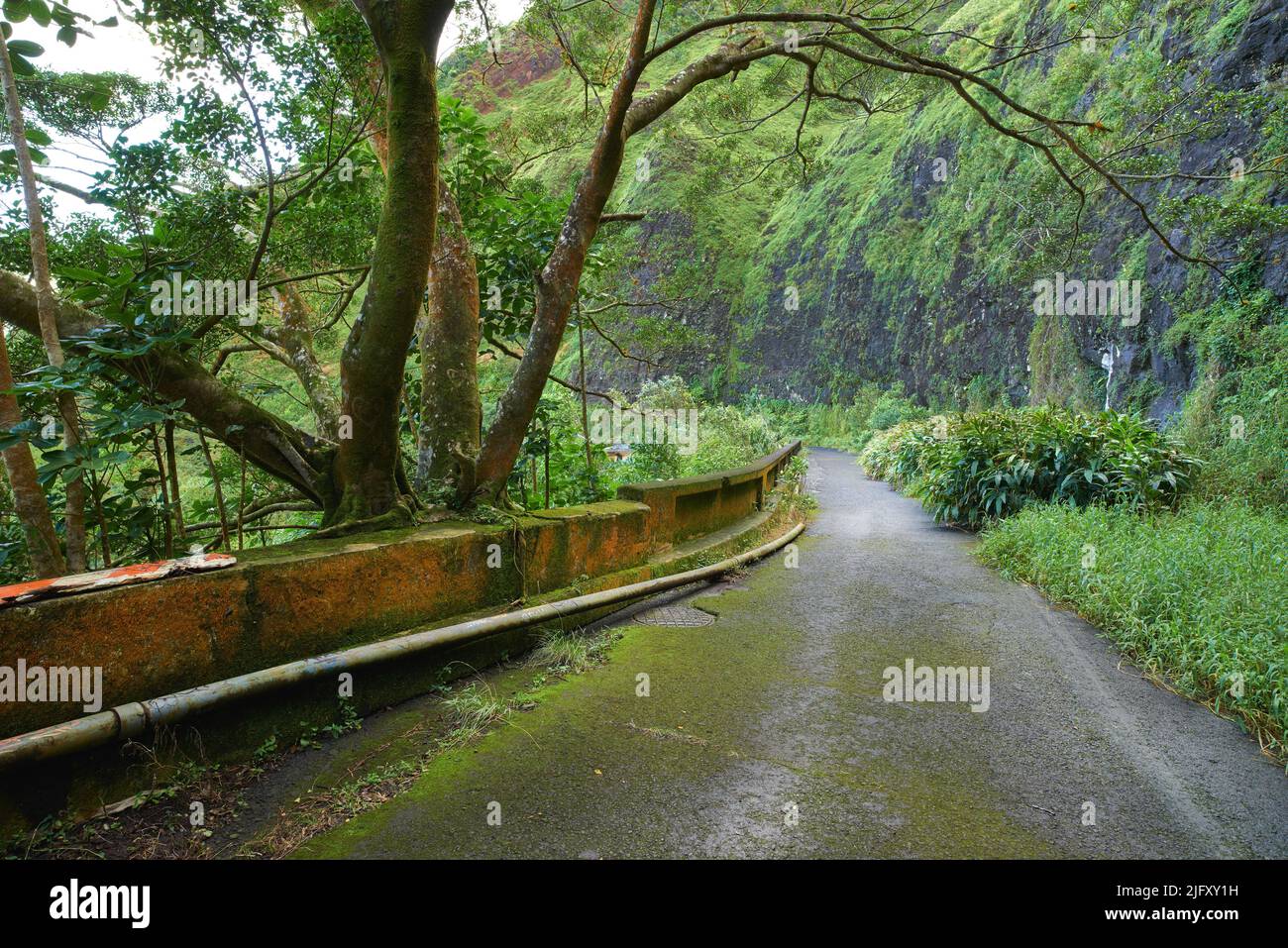 Abandoned mountain road in a rainforest. Native indigenous forests of ...