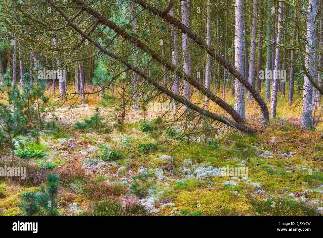 Landscape of empty pine forest in fall. Serene scenic woods with thin ...