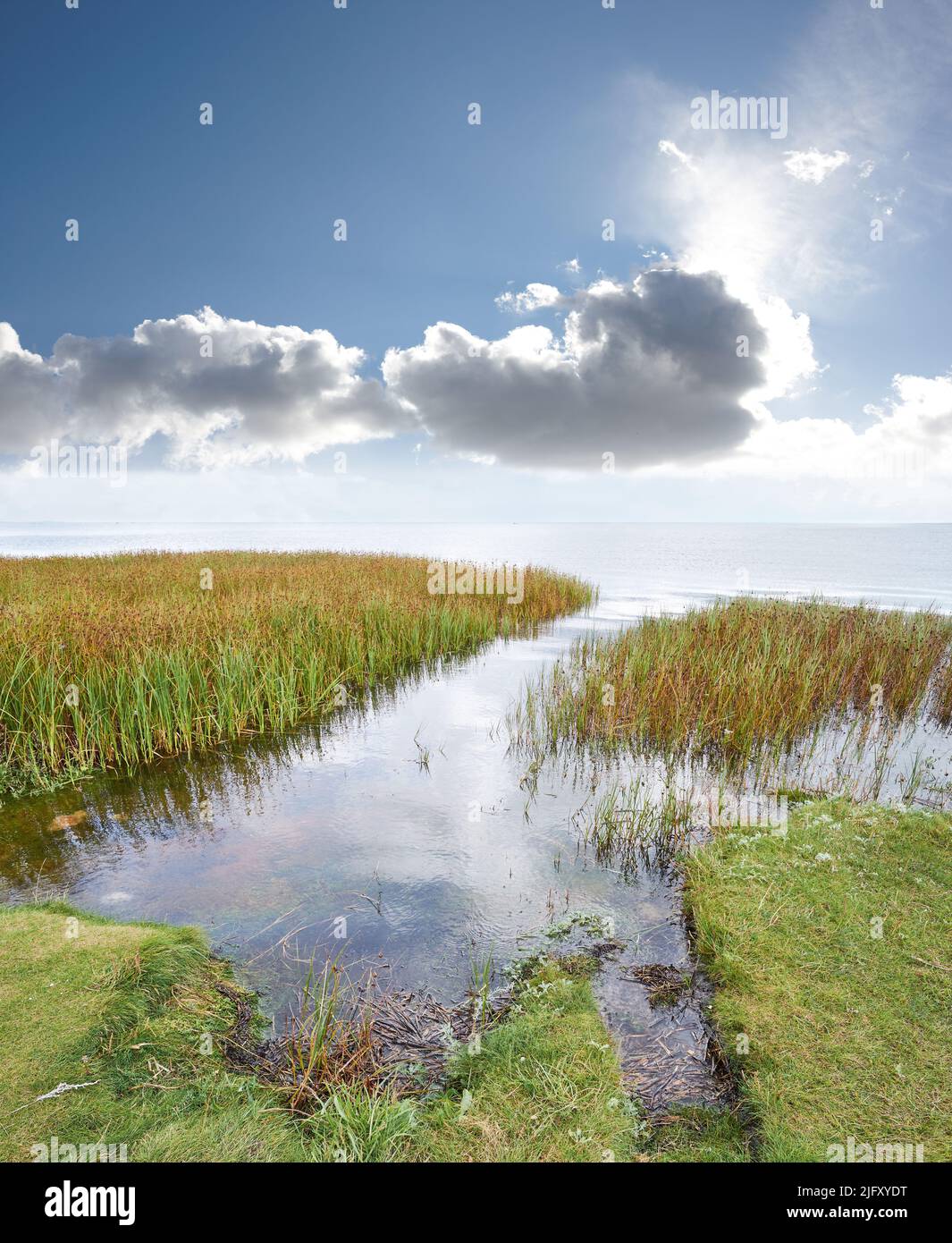 Landscape of a swamp lake against a cloudy horizon. Calm lagoon with ...