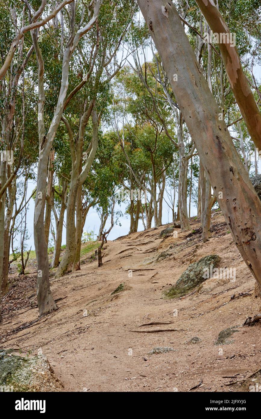 Trees growing on a uphill mountain. A hillside forest during autumn ...