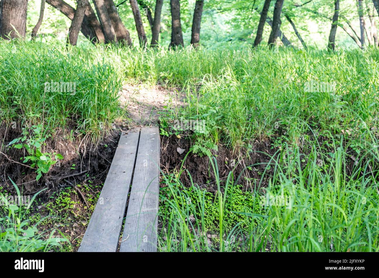 Two wood planks being used to cross an open ditch on a forest path ...