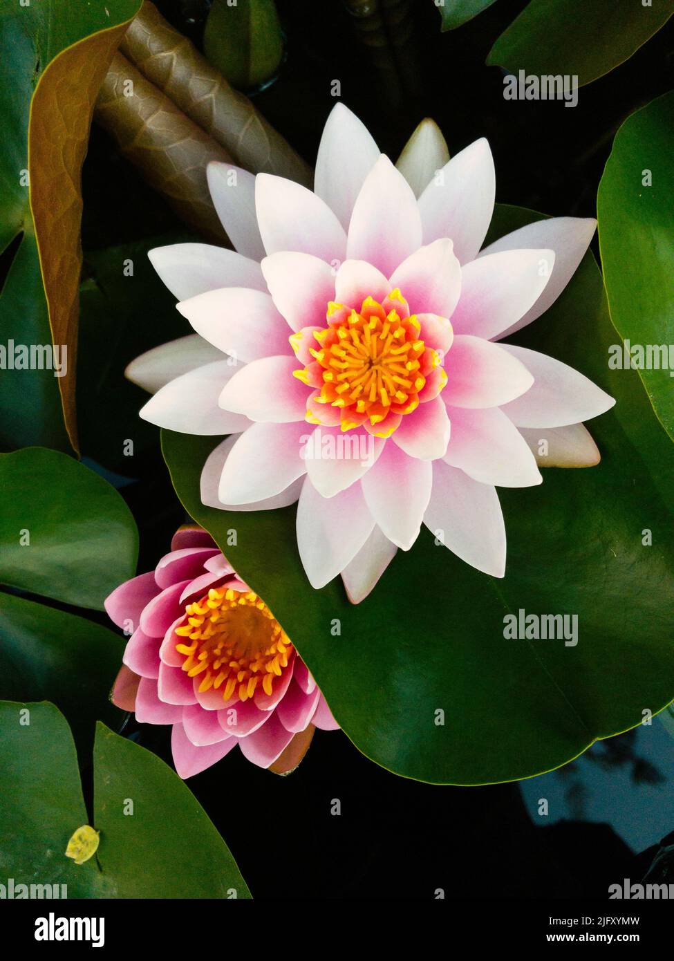 Lotus leaf in pond top hi-res stock photography and images - Alamy