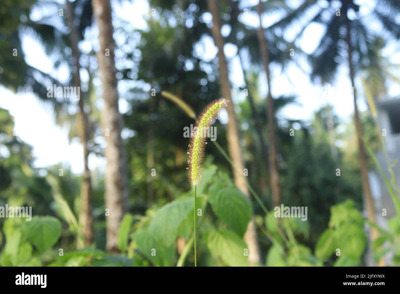 Close up shot of wild grass shrubs in the forest of kerala Stock Photo ...