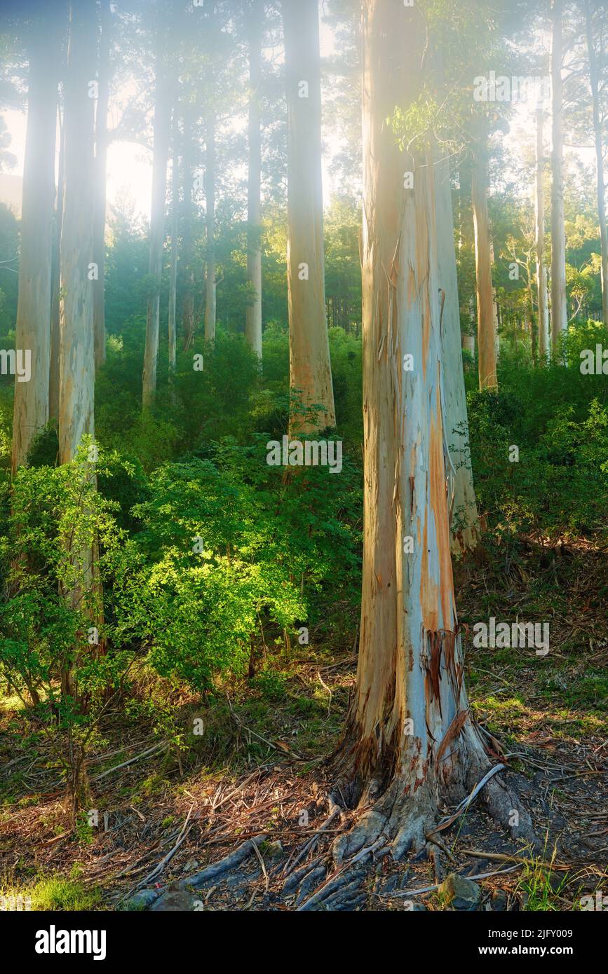 A green forest for hiking and exploring close to Cape Town, South ...