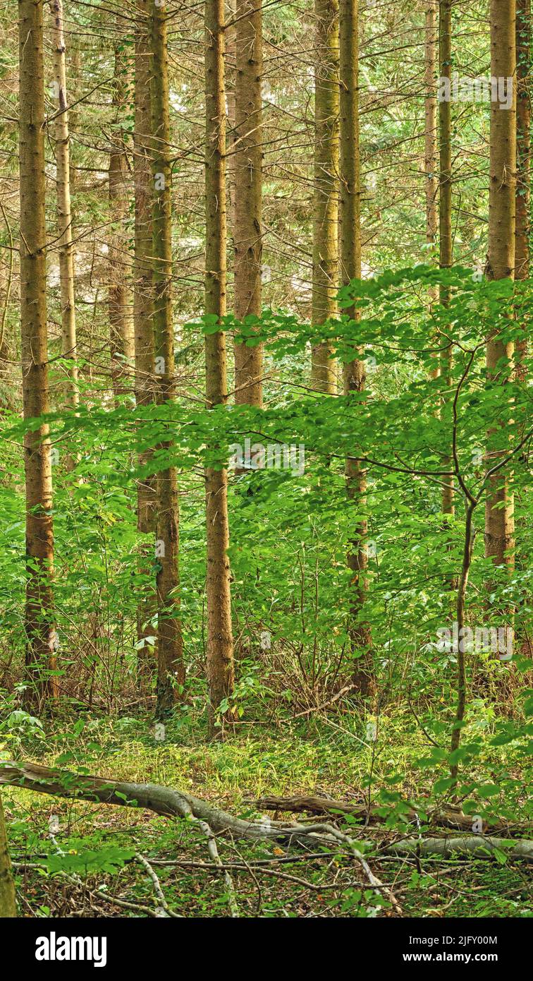 Deep lush green leaves hi-res stock photography and images - Alamy
