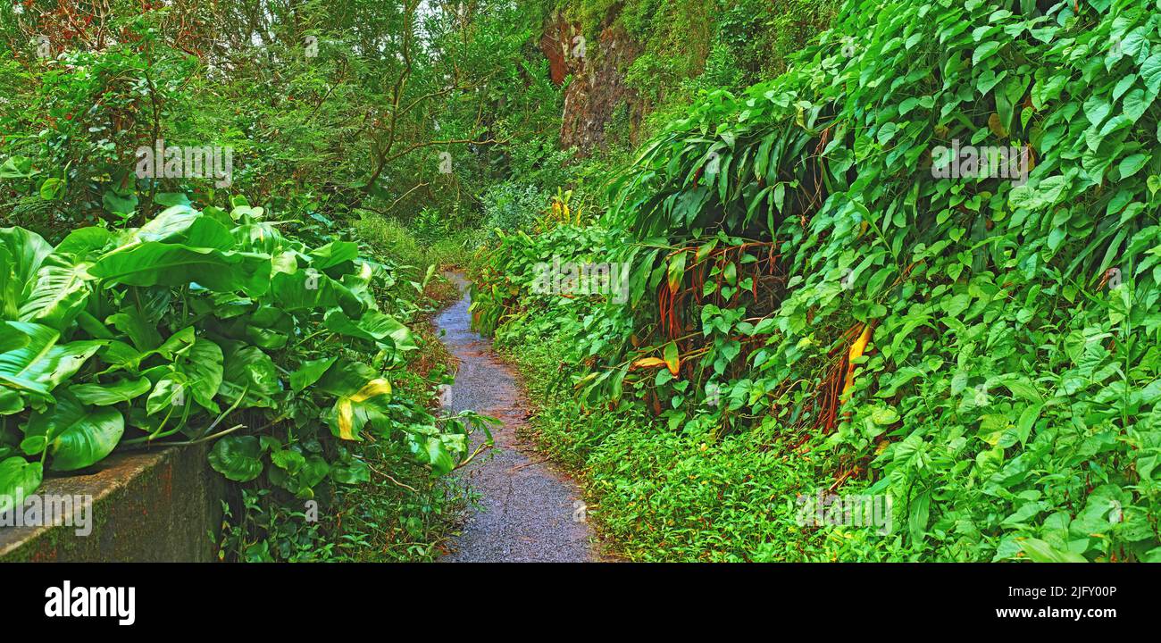 An abandoned mountain road in a rainforest. Native indigenous forests ...