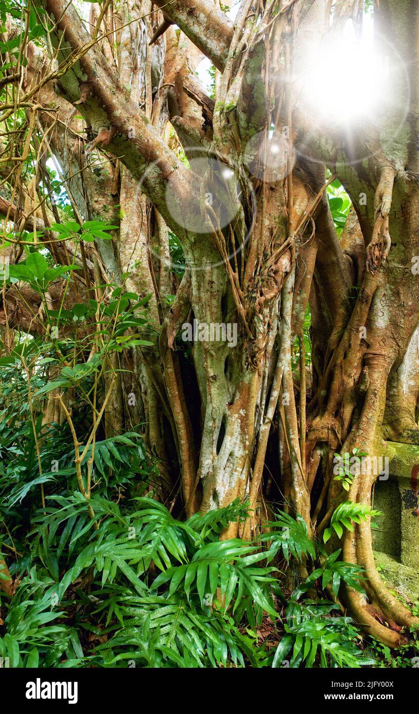 Banyan trees of Oahu on a sunny day. Overgrown wilderness, vines and ...