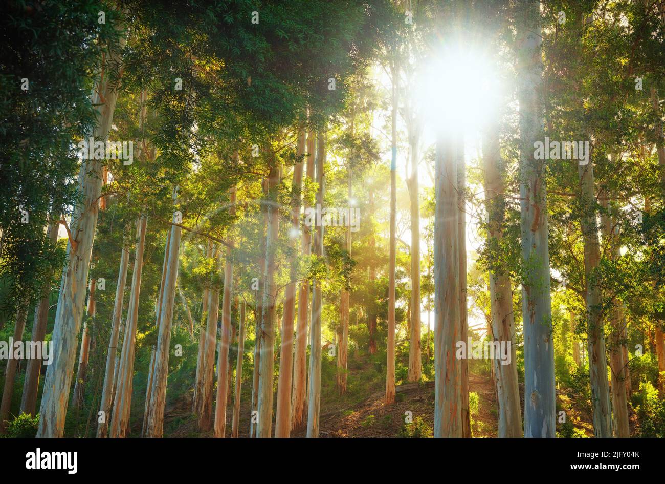 Light shining through trees hi-res stock photography and images - Alamy