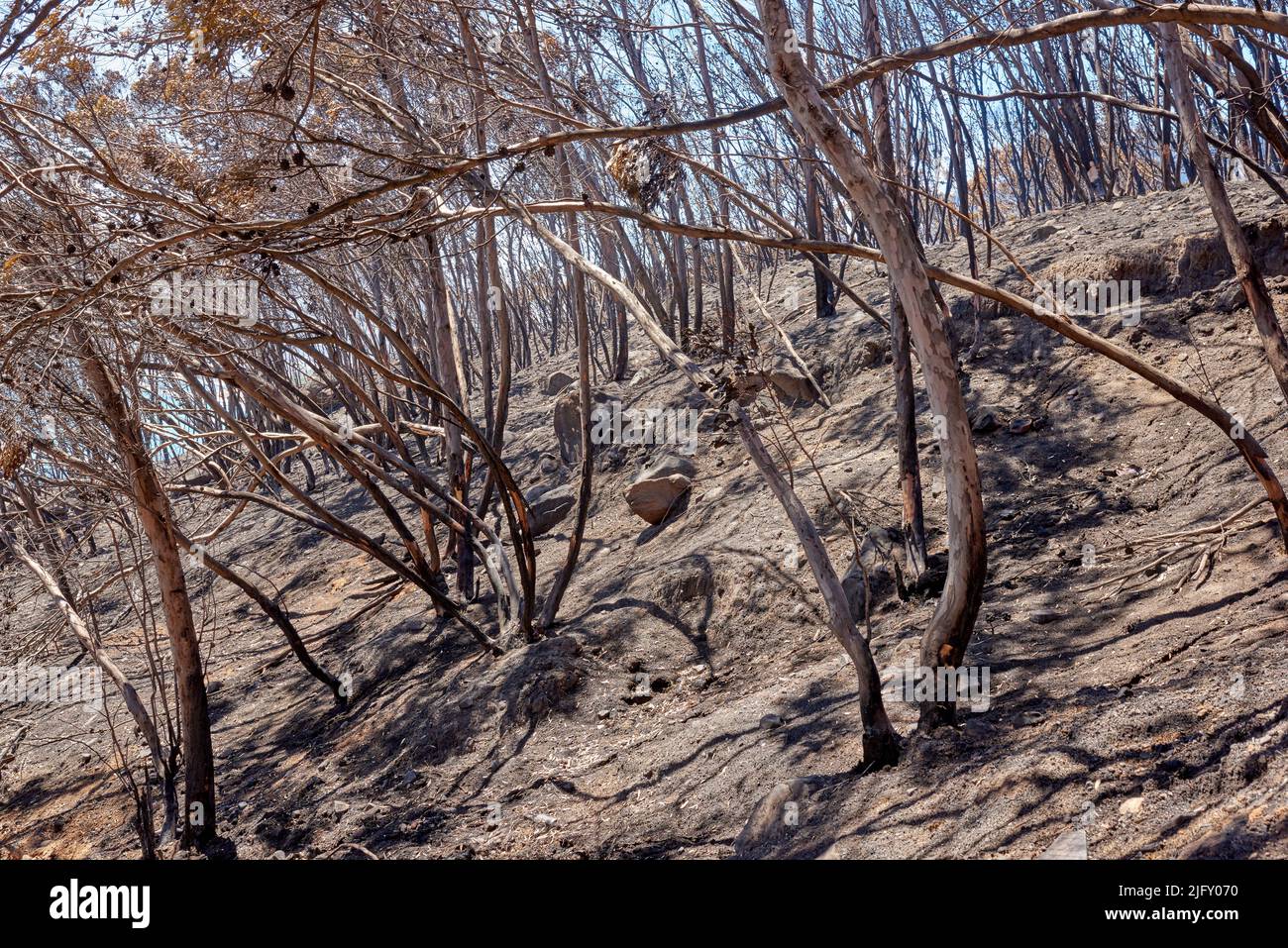 A view of a burnt tree with branches on the field after the fire caught ...