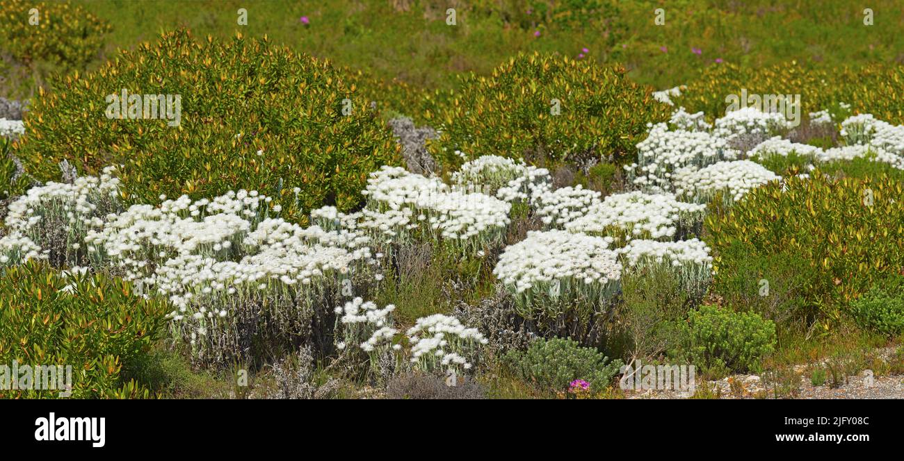 Fynbos in Table Mountain National Park, Cape of Good Hope, South Africa ...