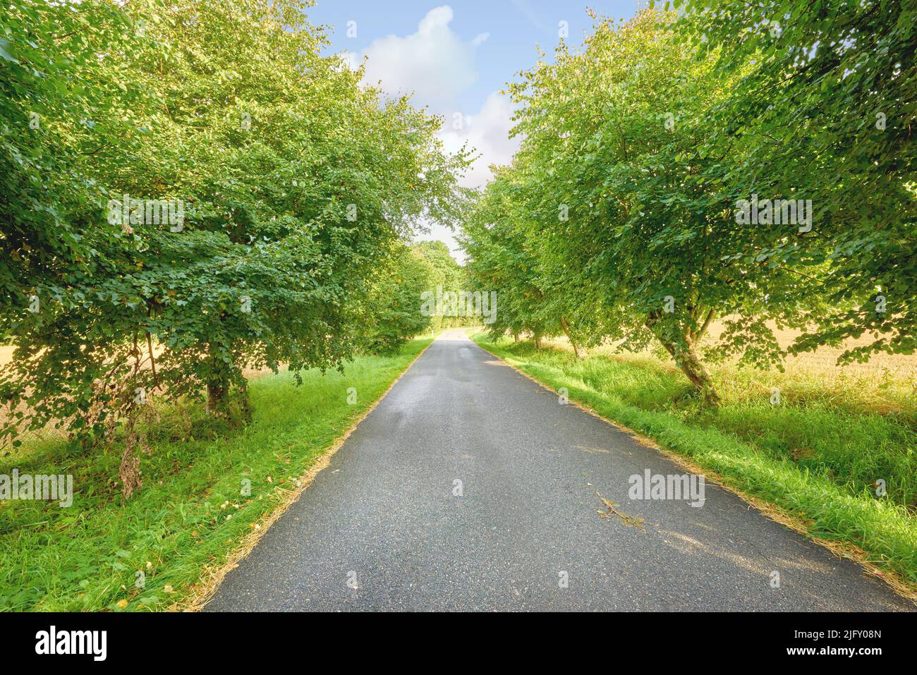 Beautiful images of trees hi-res stock photography and images - Alamy
