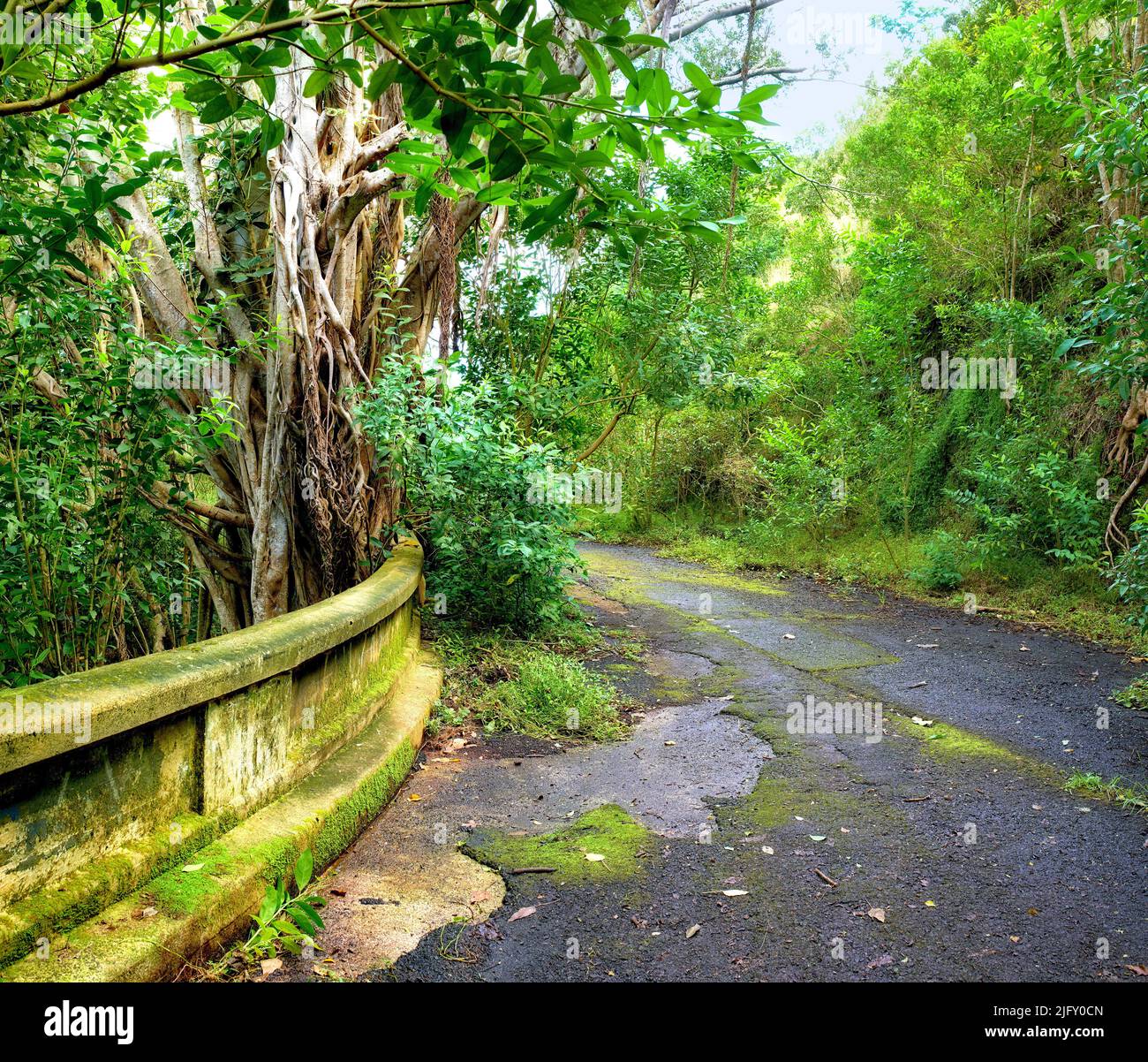 Abandoned mountain road in a rainforest. Native indigenous forests of ...