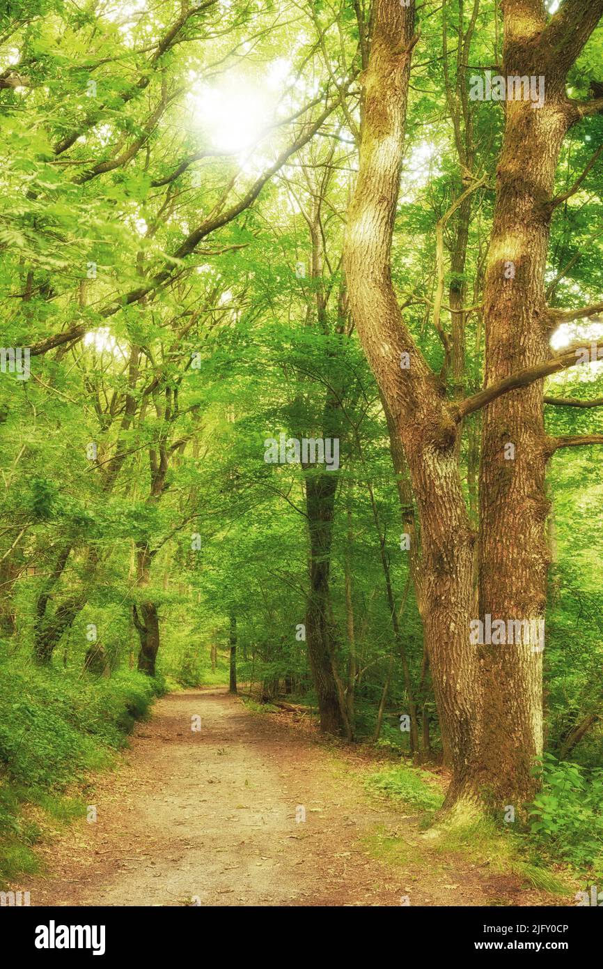 Perspective view of the forest tree path surrounded by green conifers ...