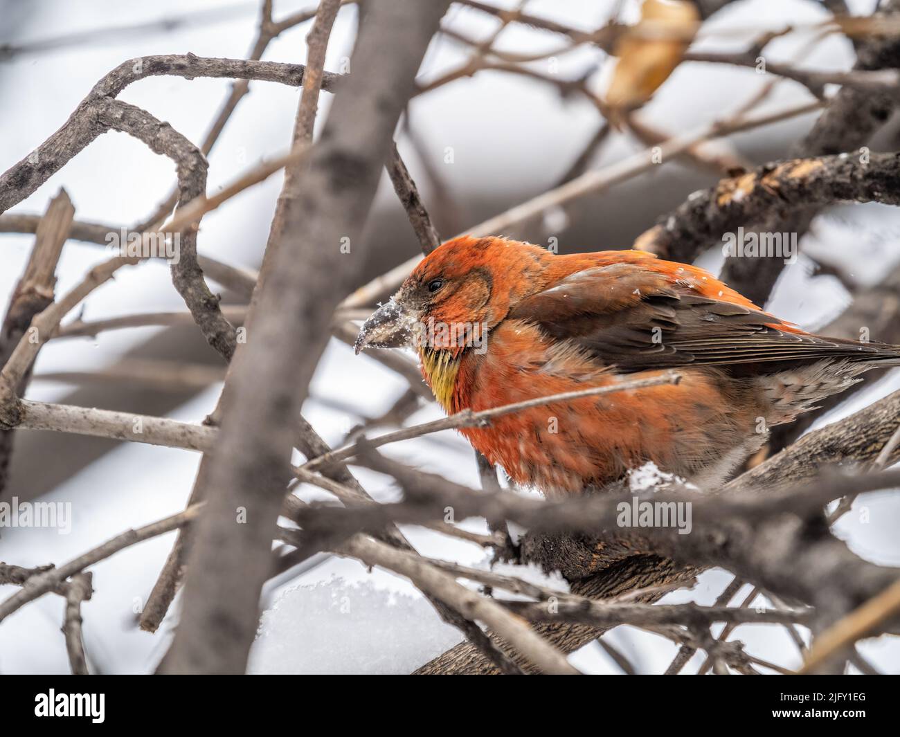 Red Crossbill male sitting on the tree branch and eats wild apple ...